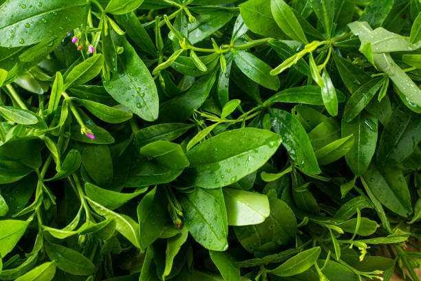 5 Health benefits of waterleaf – Niyis African Supermarket