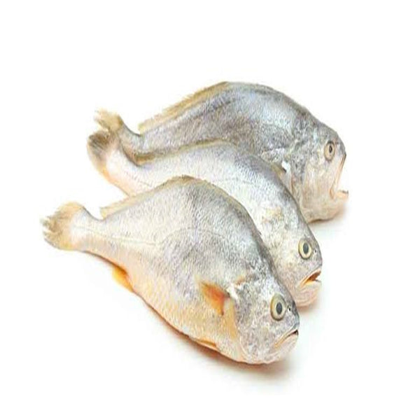 Frozen Croaker Fish 3kg – Niyis African Supermarket